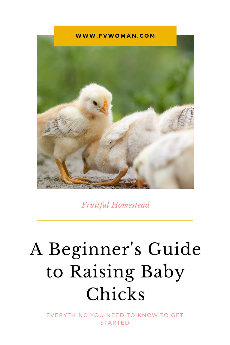 A Beginner's Guide to Raising Baby Chicks - Fruitful Vine Woman